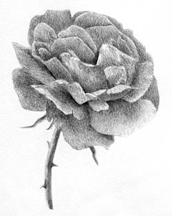 Value Study of a Rose - Carol's Drawing Blog