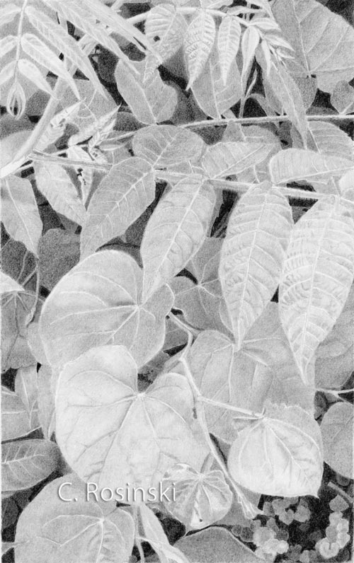 Mixed Leaves In Graphite Pencil - Carol's Drawing Blog